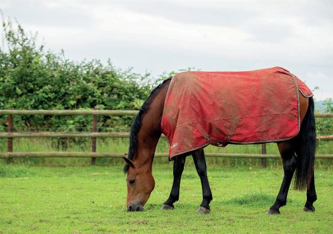 digestive health | Horse&Rider Magazine - UK equestrian magazine for ...