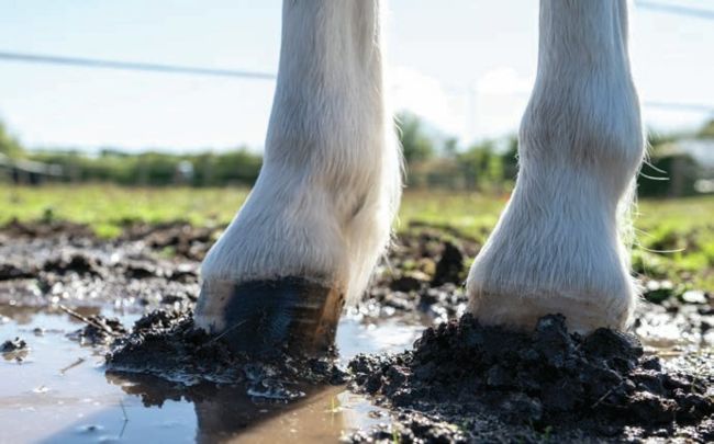What’s the best way to prevent thrush or other hoof infections in ...