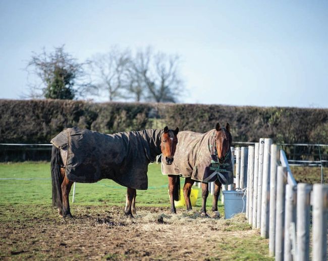 MUDDY MONSTER | Pony Magazine PONY Magazine – December 2025