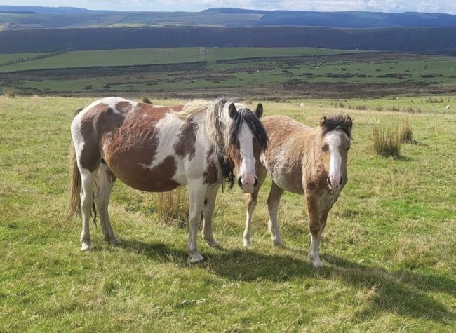 PONY SQUAD | Pony Magazine PONY Magazine – January 2026