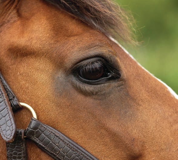 SUPER SENSES | Pony Magazine PONY Magazine – February 2026