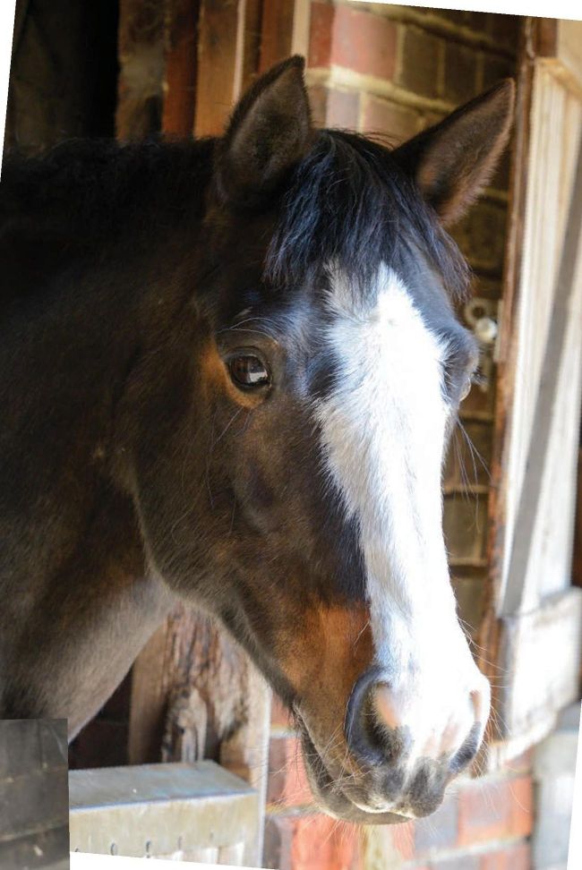 TURNOUT TROUBLES | Pony Magazine PONY Magazine – February 2026