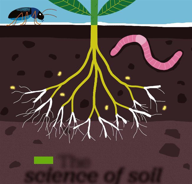 The science of soil | BBC Gardeners’ World Magazine February 2024