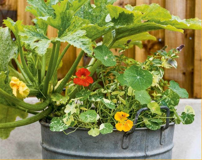 The art of CROPS IN POTS | BBC Gardeners’ World Magazine Your Pruning Year