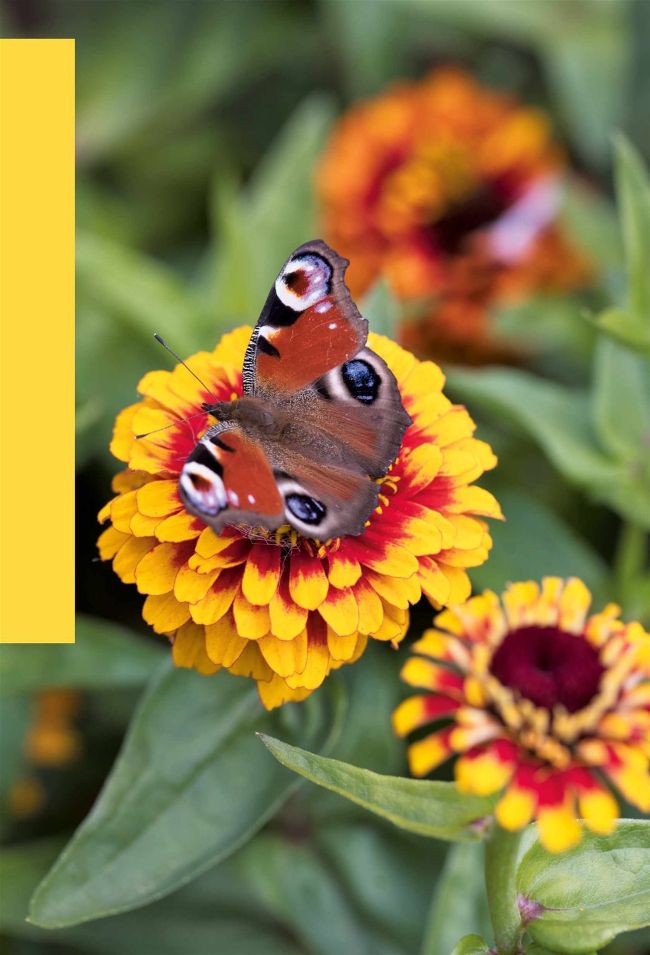 Grow a pollinator patch | BBC Gardeners’ World Magazine March 2025
