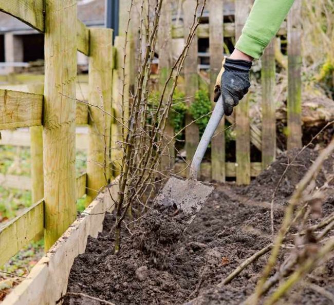 Plant a mixed, native hedge | BBC Gardeners’ World Magazine November 2025
