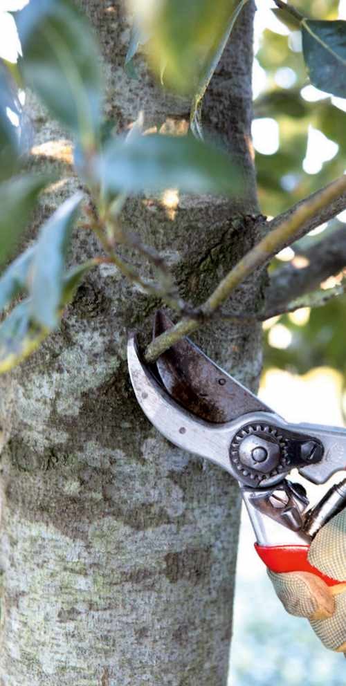 Crown lift trees | BBC Gardeners’ World Magazine November 2025