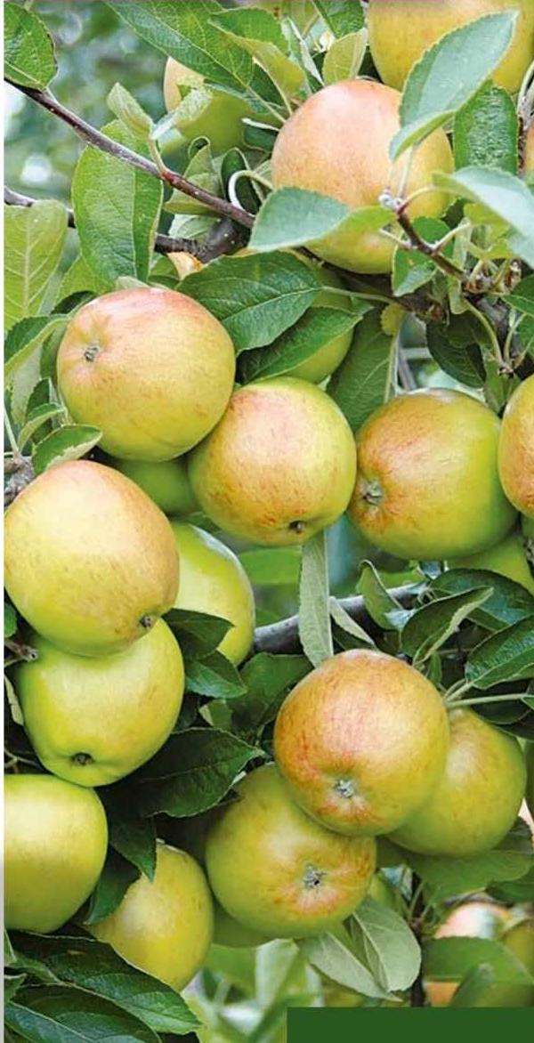 Your homegrown mini orchard | BBC Gardeners’ World Magazine Jan-26