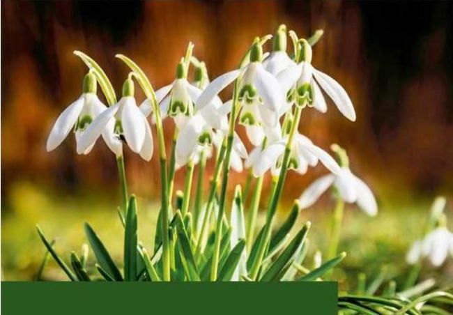 Spring bulbs in the green | BBC Gardeners’ World Magazine Jan-26