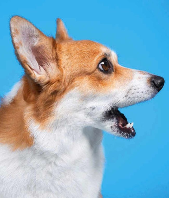 WHY TALKING TO ANIMALS COULD SOON BECOME A REALITY | BBC Science Focus ...