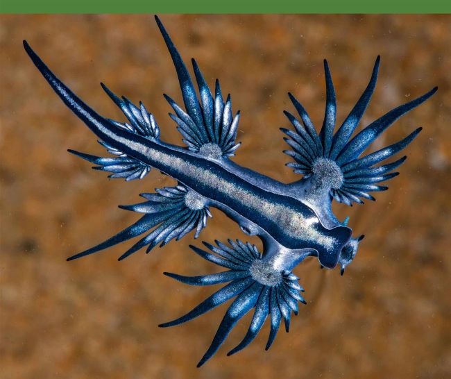 THE BLUE DRAGON | BBC Science Focus Magazine June 2025
