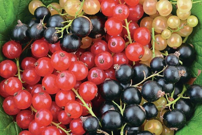 What’s currant? | Kitchen Garden Magazine June 2025