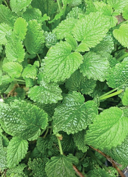USE THE HEALING POWER OF HERBS | Kitchen Garden Magazine September 2025