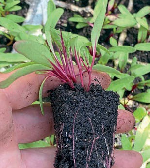 STEP BY STEP MULTI-SOWING IN MODULES | Kitchen Garden Magazine Feb-26