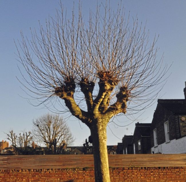 SCRATCHBUILD A POLLARDED TREE FOR AN URBAN SCENE | Model Rail October 2025