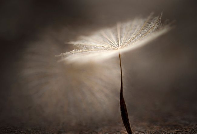 Carol Sharp | N-Photo FREE Sample Issue