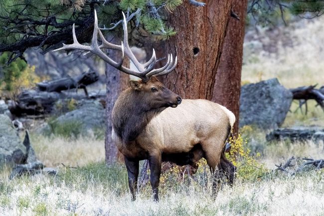 How Much Help to Shoot an Elk? | Traditional Bowhunter Magazine Dec/Jan ...