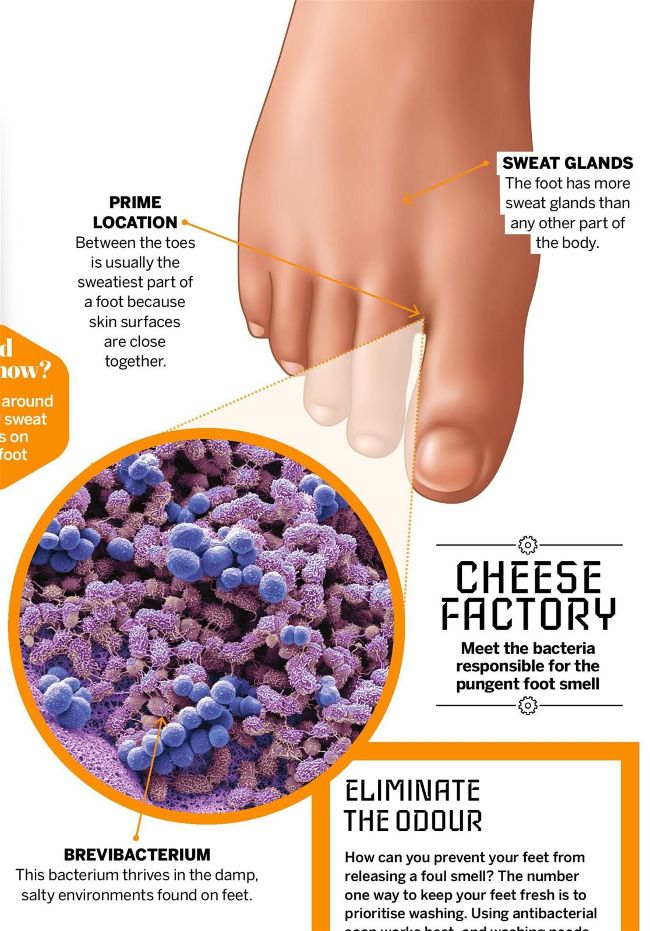 WHY SOME FEET SMELL CHEESY | How It Works Issue 173