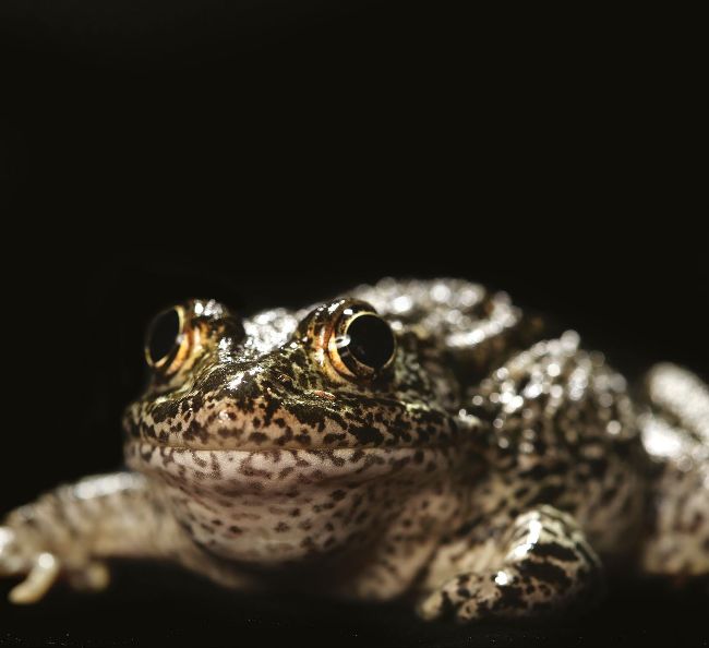 ANIMALS ON THE BRINK | How It Works Issue 190