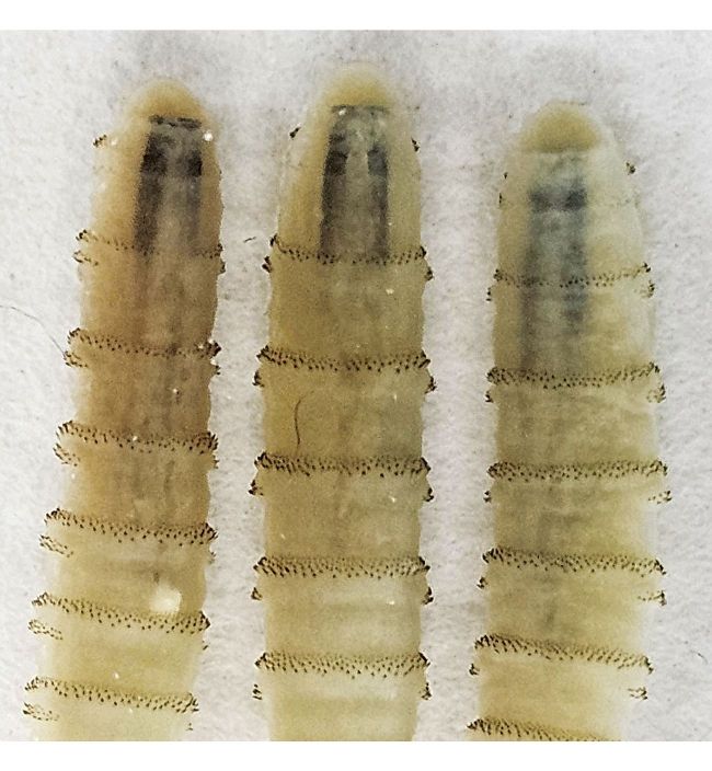 The US reports its first New World parasitic screwworm infection in ...