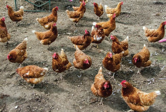 Fowl Pox | Chickens Magazine 2025-12 (Nov/Dec 25)