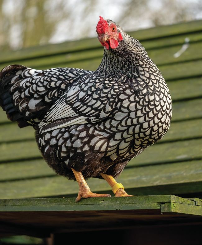 ALPHA Hens | Chickens Magazine 2026-01 (Jan/Feb 26)