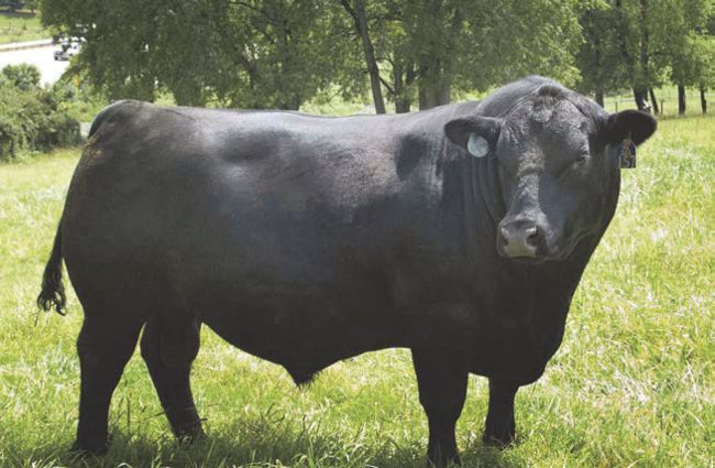how to Choose ... Bulls | Hobby Farms Magazine Best of HF
