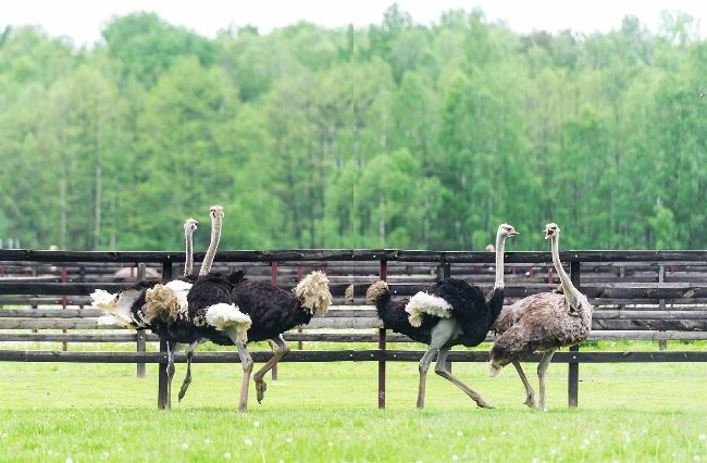Ostrich EDUCATION | Hobby Farms Magazine 2024-12 (Nov/Dec)
