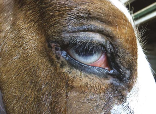 Understanding EYE ULCERS | Horse Illustrated Magazine August 2021