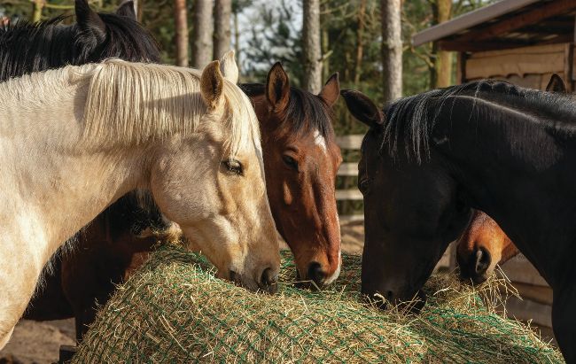 deciphering HAY TYPES | Horse Illustrated Magazine 2025-02 (Jan/Feb 25)