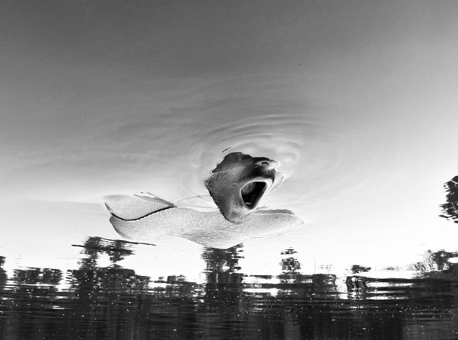 FINDING MEANING IN THE FRAME: HOW PHOTOGRAPHY BECAME SANNIDH ...