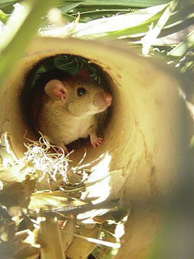 THE KEY LARGO WOODRAT | WDW Magazine November 2025