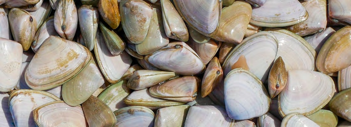 GOOLWA BEACH COCKLING | Pocketmags.com - South Australian Angler